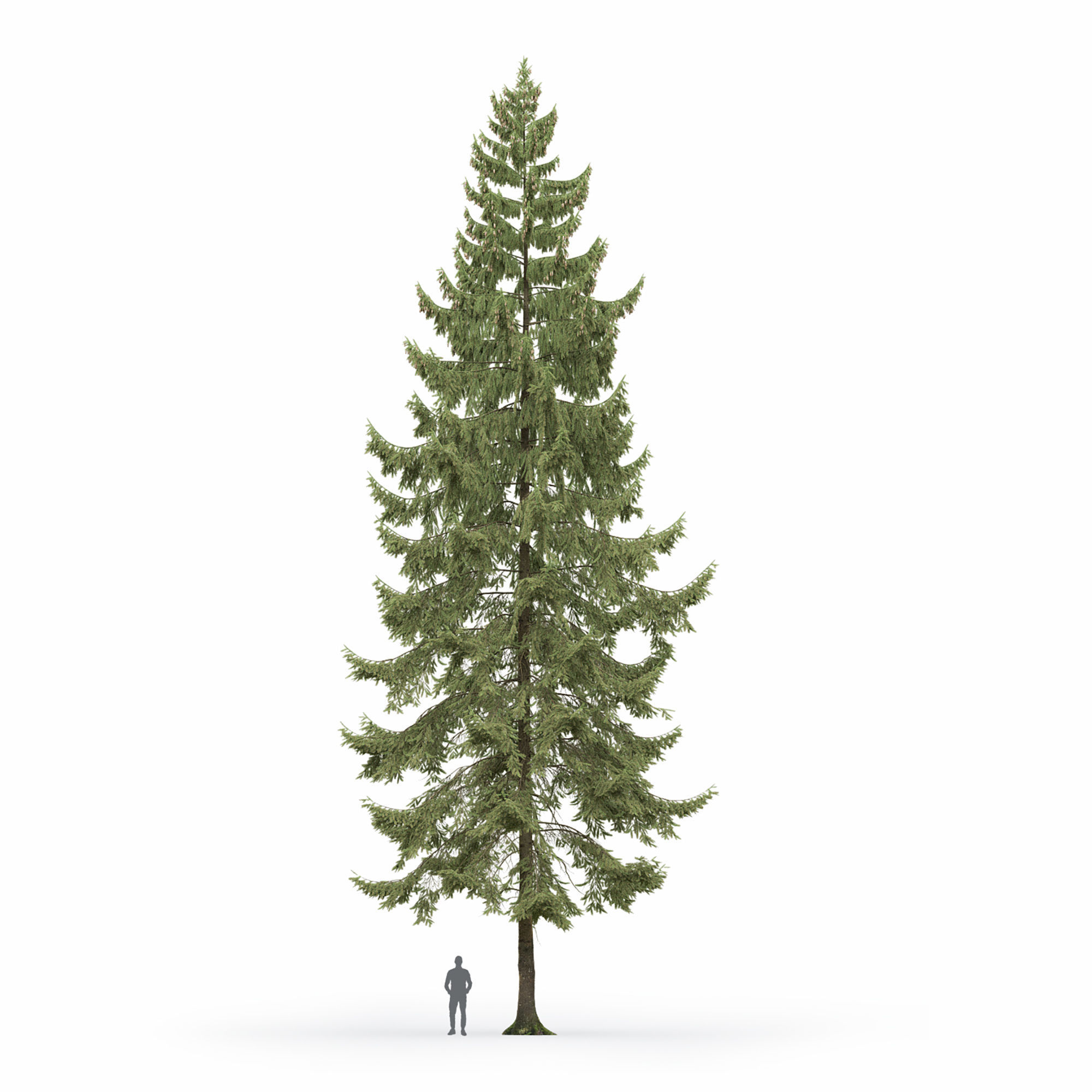 Spruce 01 3D model | CGTrader