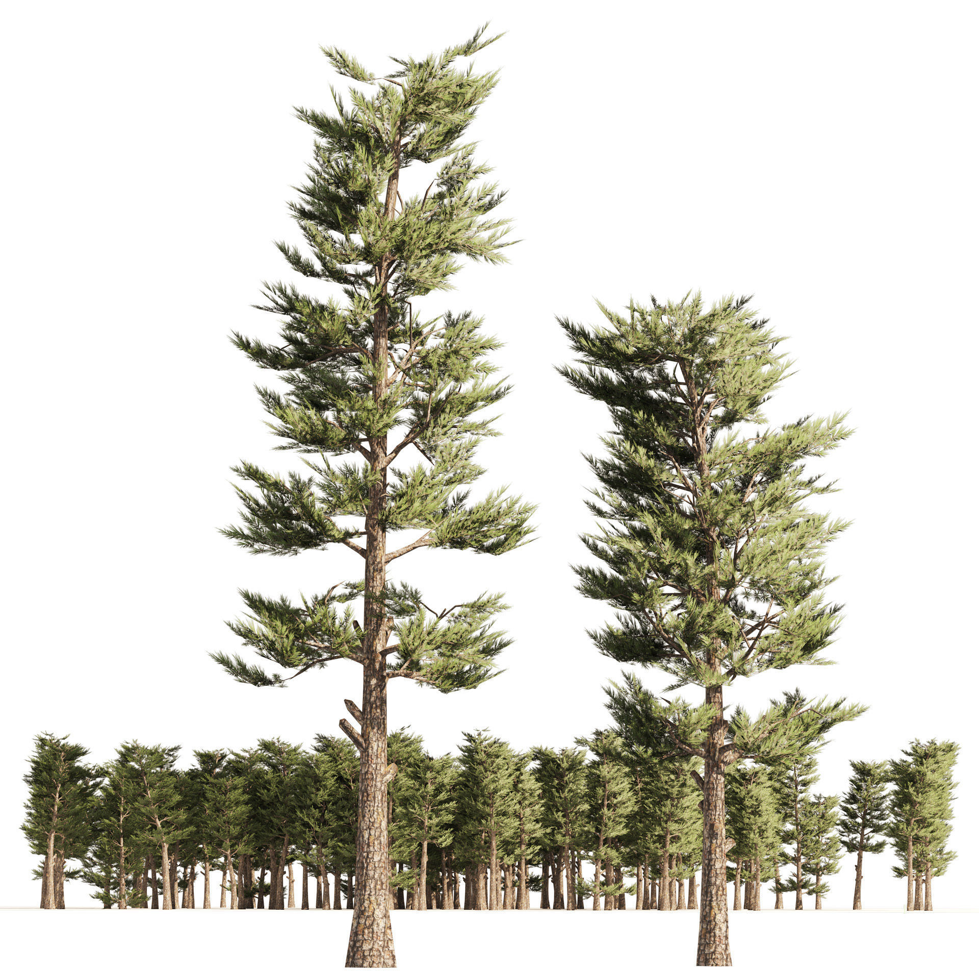 3D model Pine forest trees VR / AR / low-poly | CGTrader