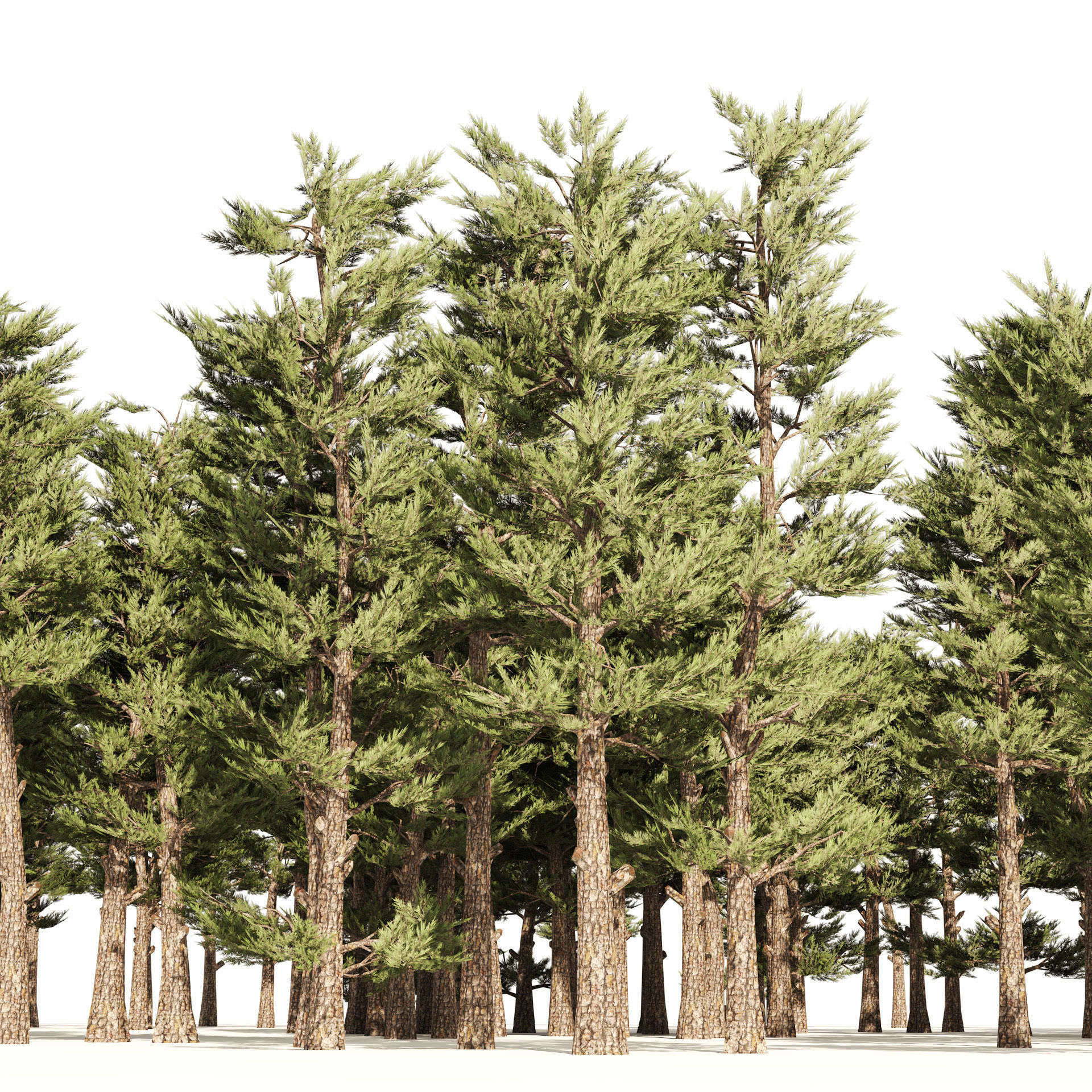 3D model Pine forest trees VR / AR / low-poly | CGTrader