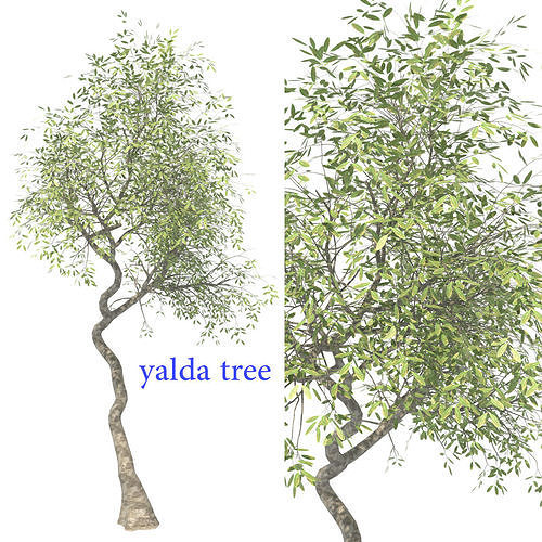 yalda tree free 3D model | CGTrader