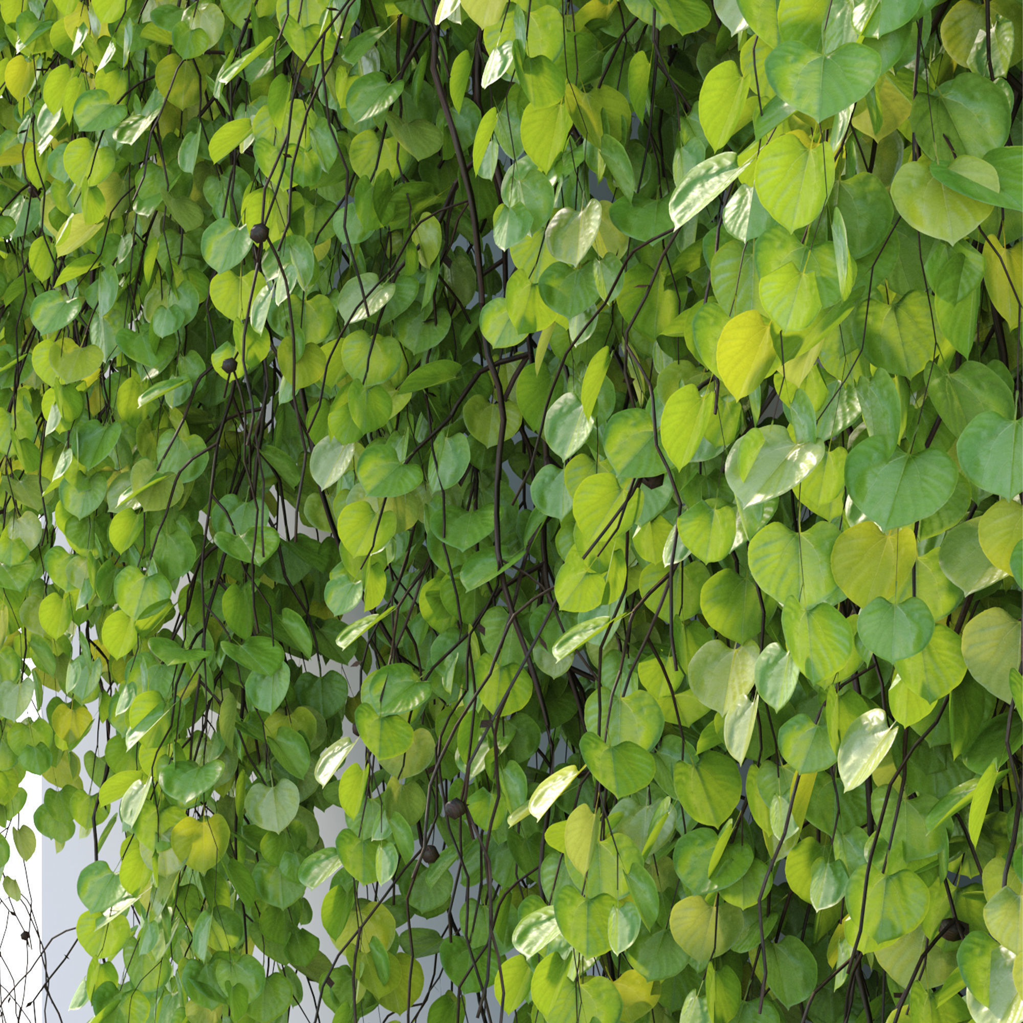 Hanging Plant 30 3D model | CGTrader