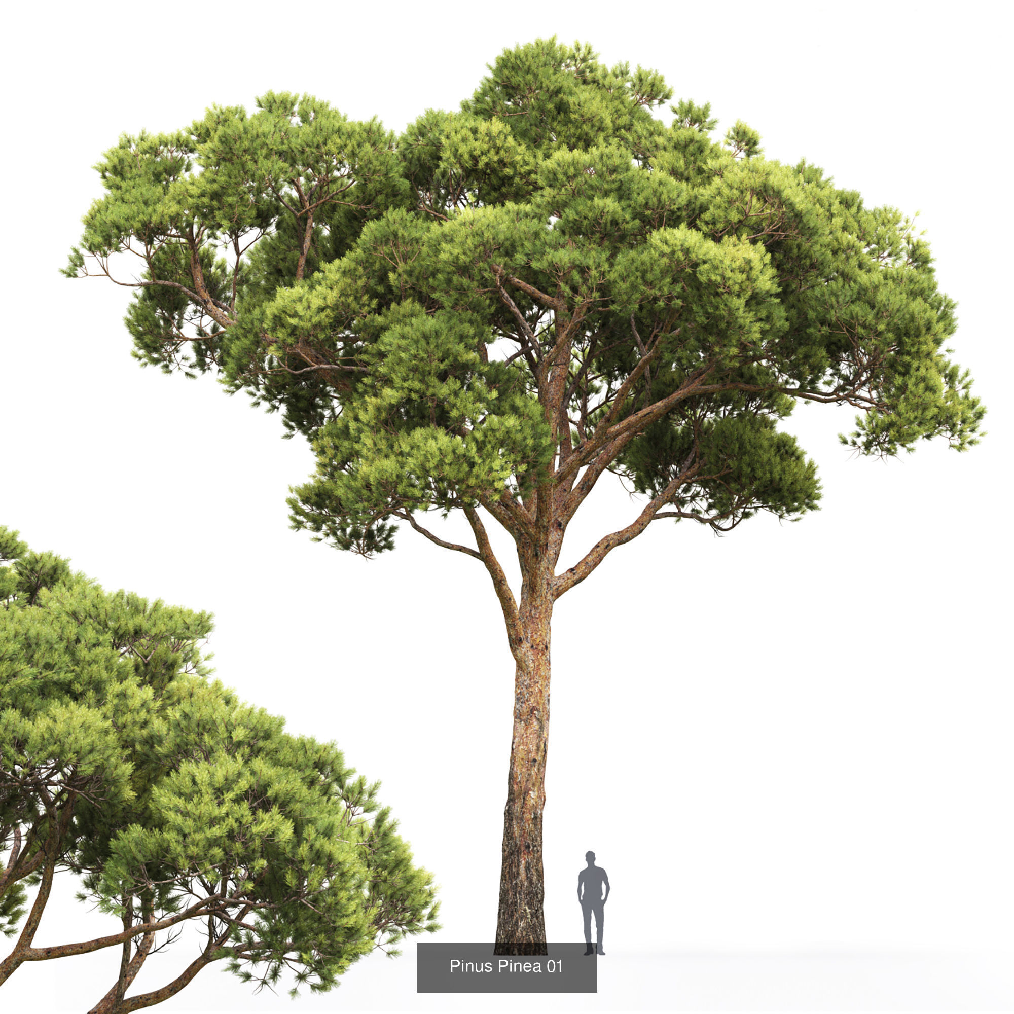 Pine collection tree | CGTrader