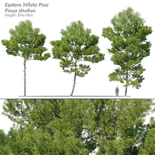 Pinus strobus 2 3D model | CGTrader