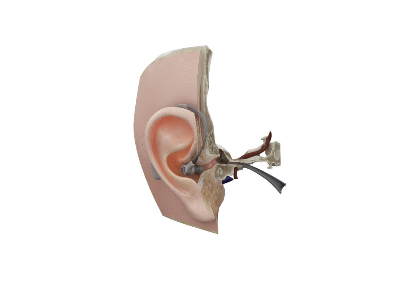 Ear Anatomy 3D model | CGTrader