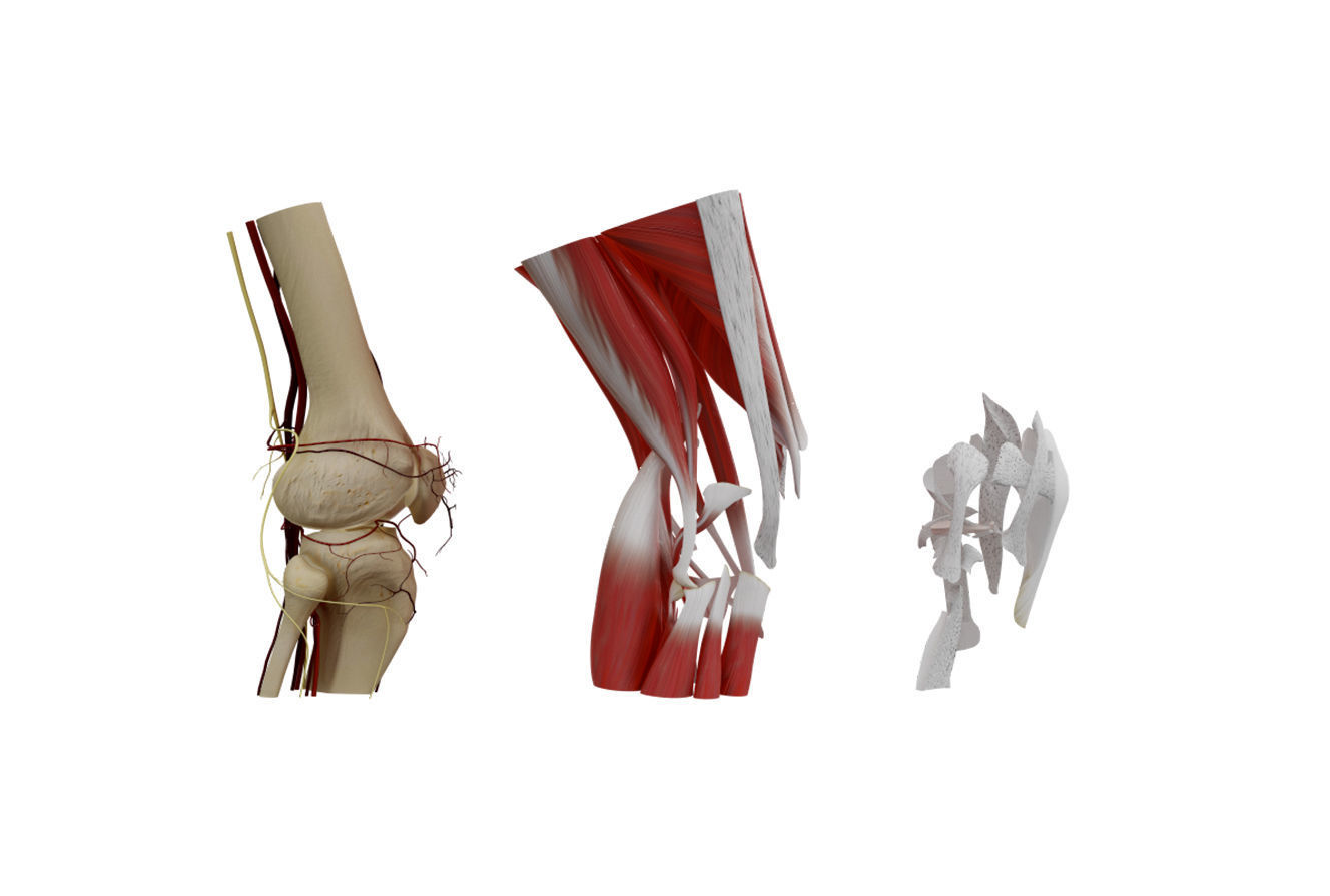 Knee Anatomy 3D model | CGTrader