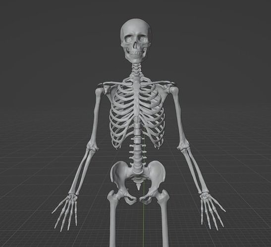 Skeleton human 3D model | CGTrader