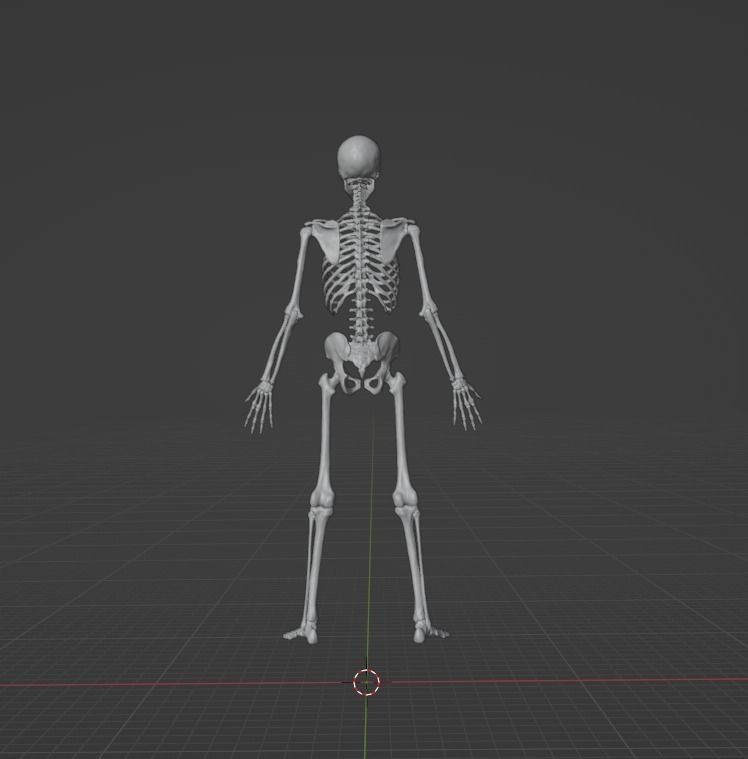 Skeleton human 3D model | CGTrader