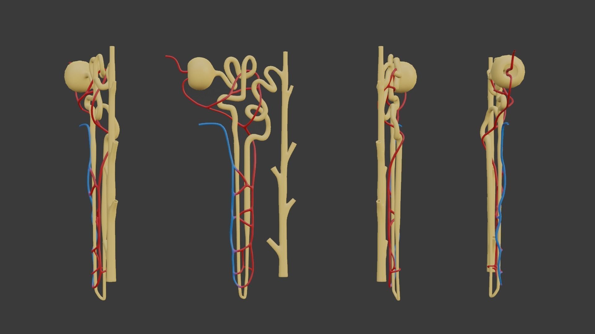 Kidney Nephron Structure Anatomy 3D model | CGTrader