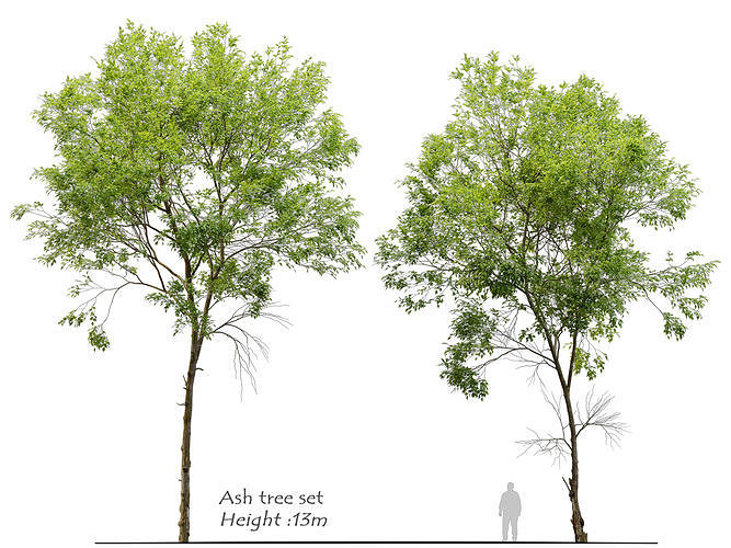 Ash tree set 3D model | CGTrader