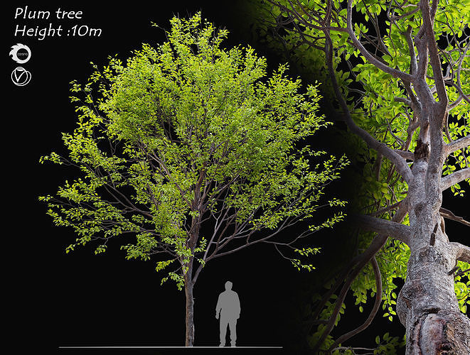 Plum tree 3D model | CGTrader