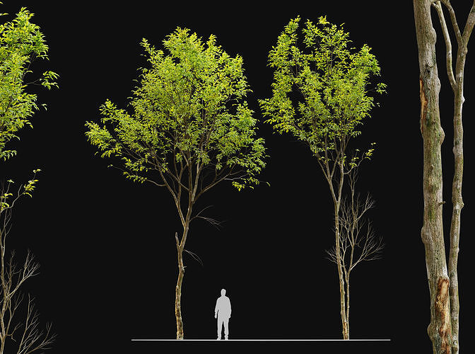 Jungle trees set 3D model | CGTrader