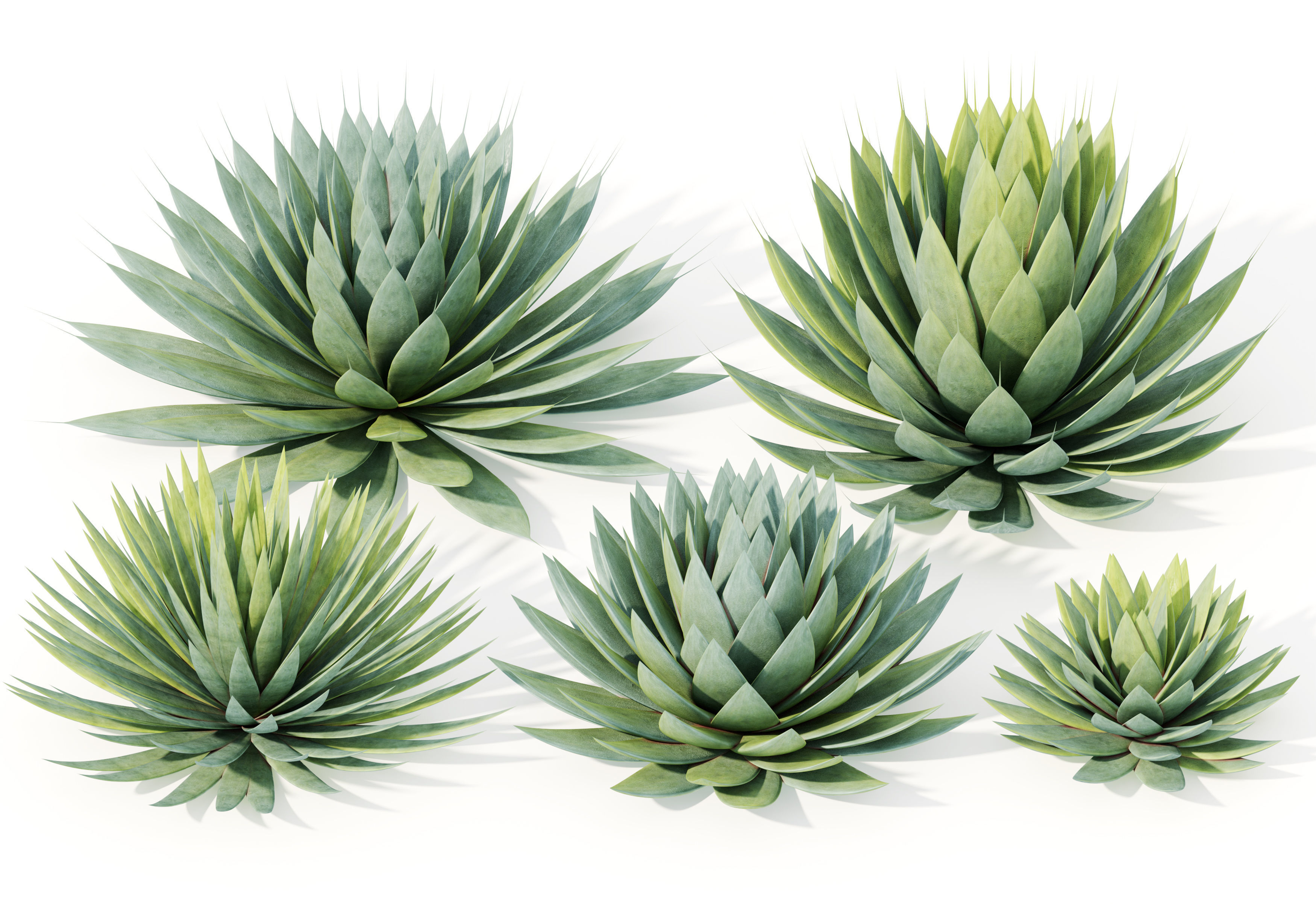 Agave plant 3D model | CGTrader