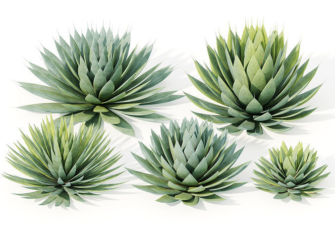 Agave plant 3D model | CGTrader