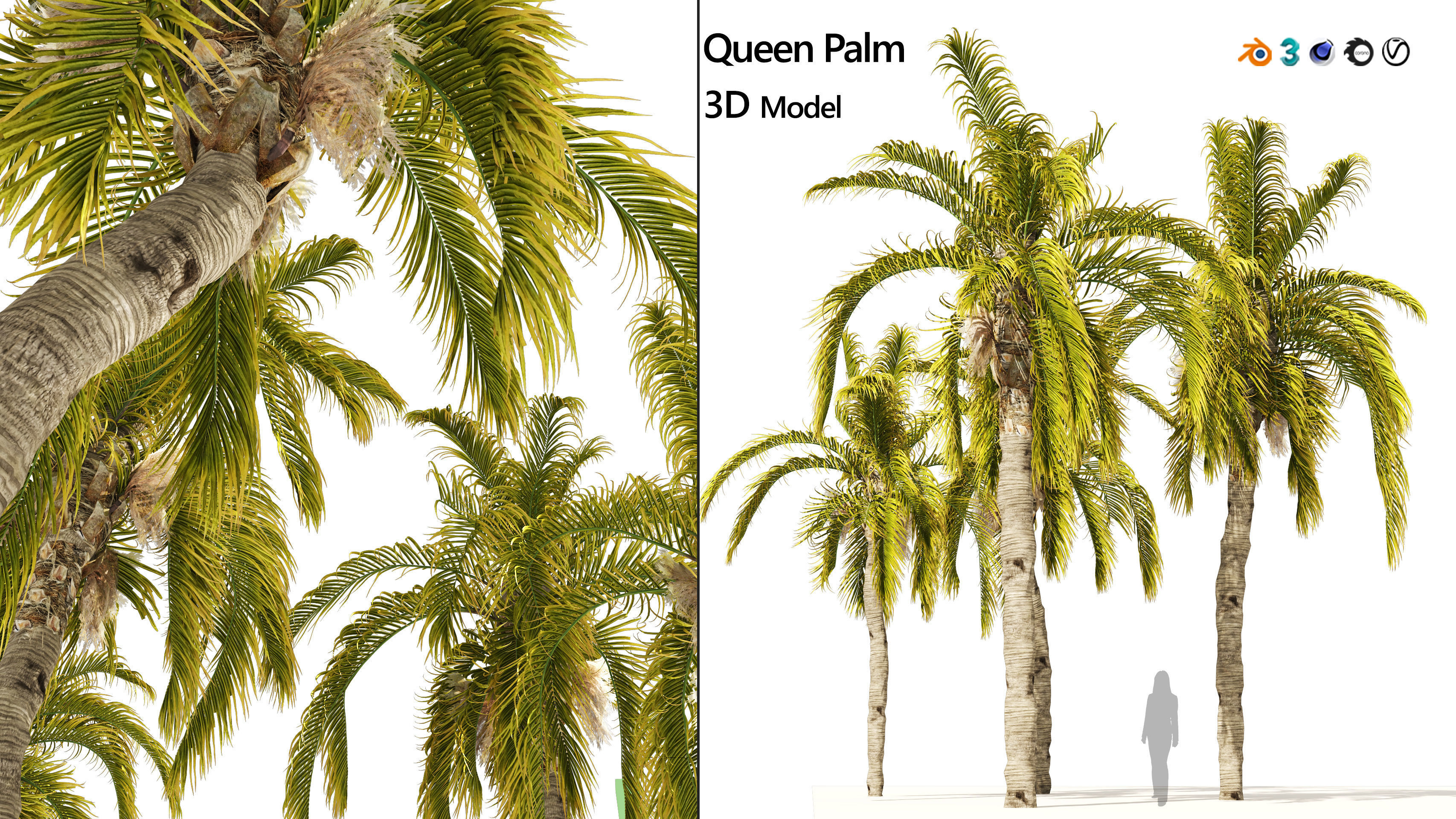 5 Queen Palm Trees 3D model | CGTrader