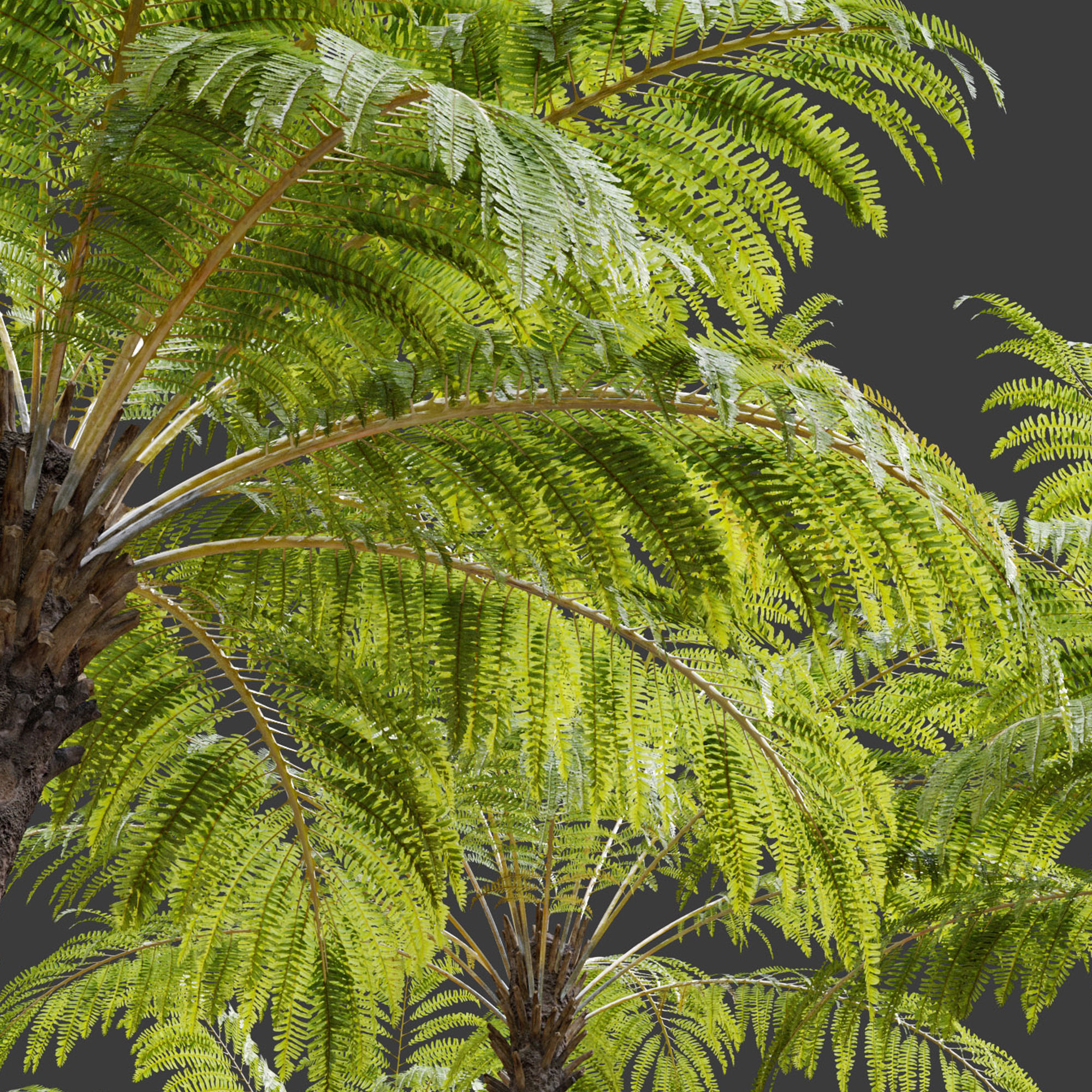 Australian tree fern 3D model | CGTrader