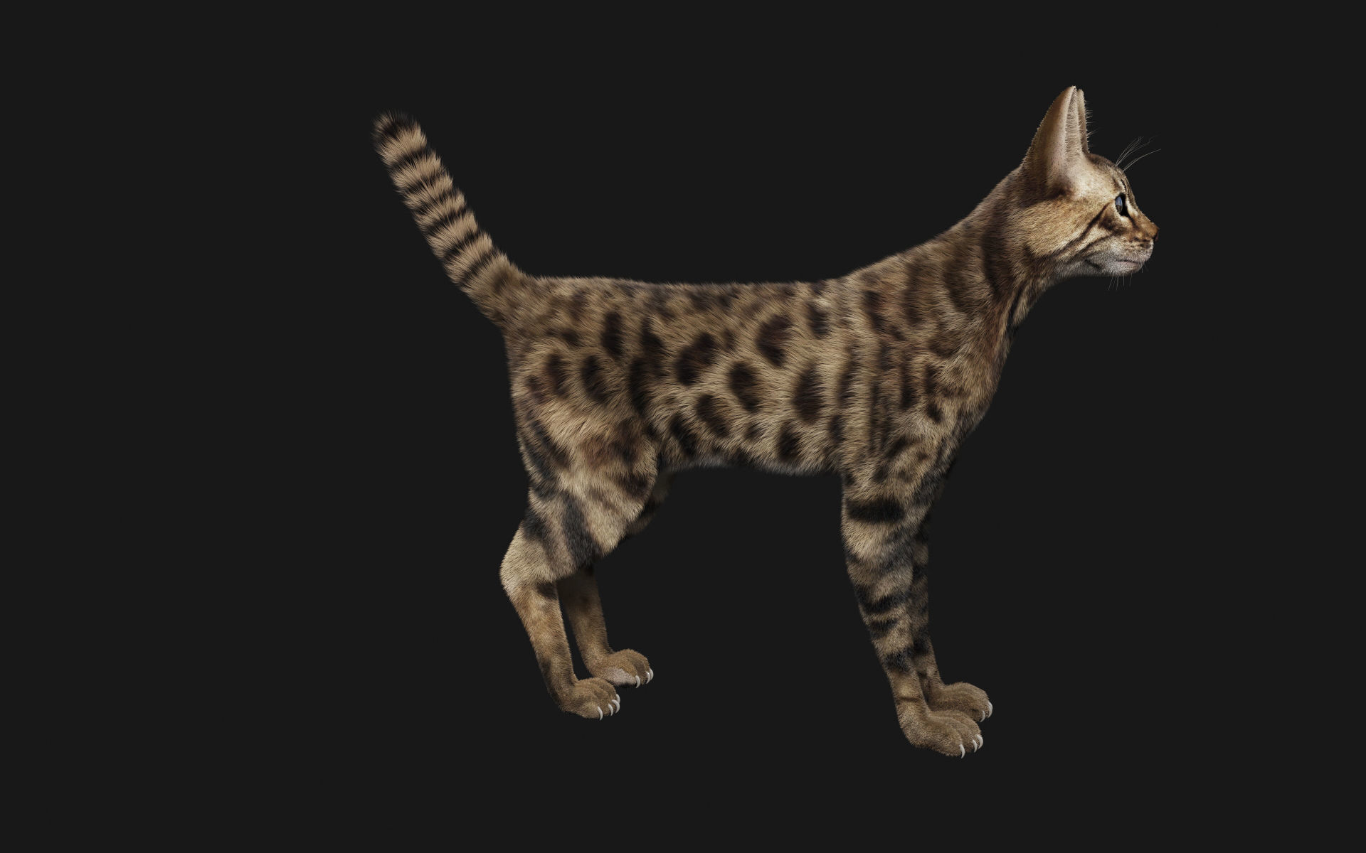 Bengal Cat 3D model | CGTrader
