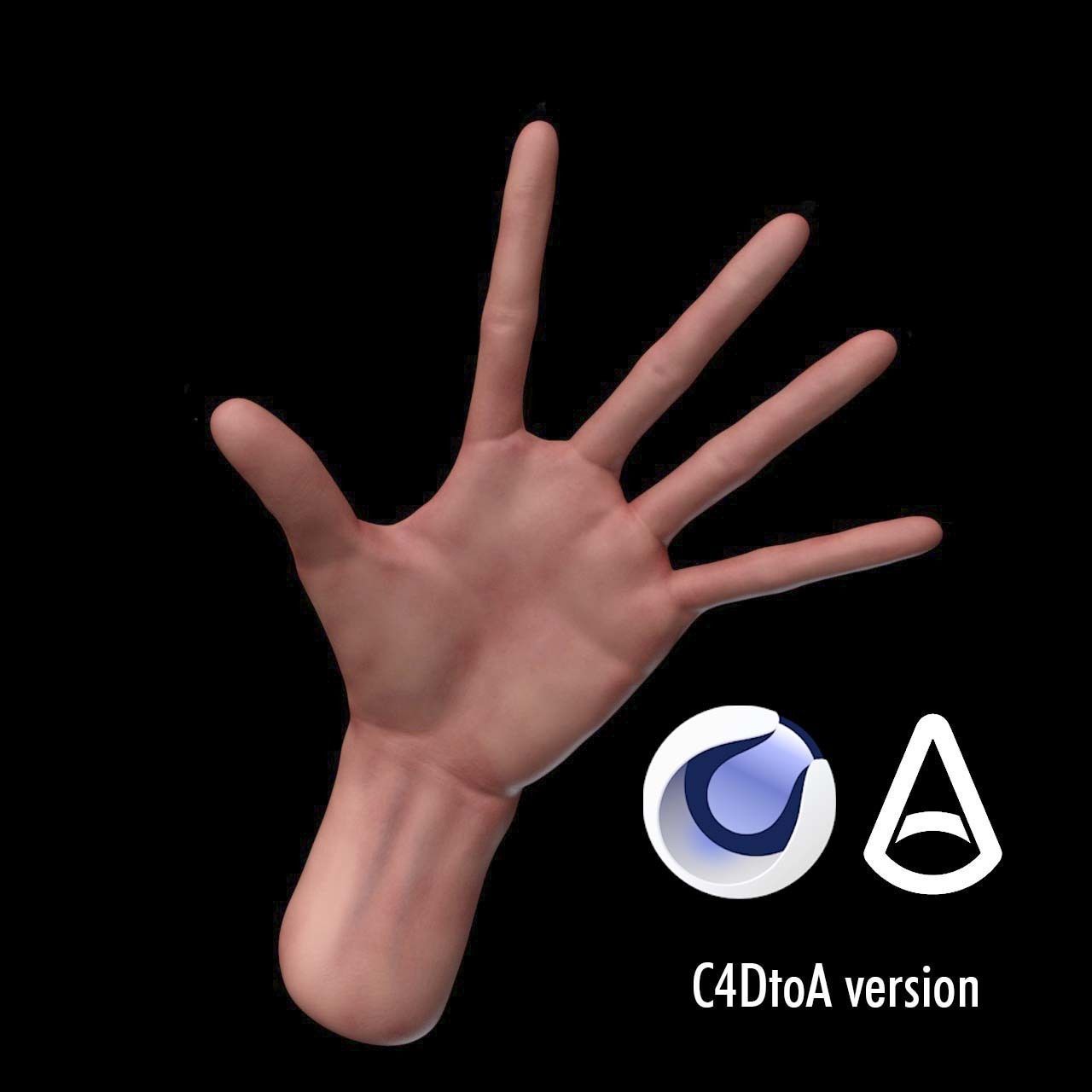 Female slim hand 3D model | CGTrader