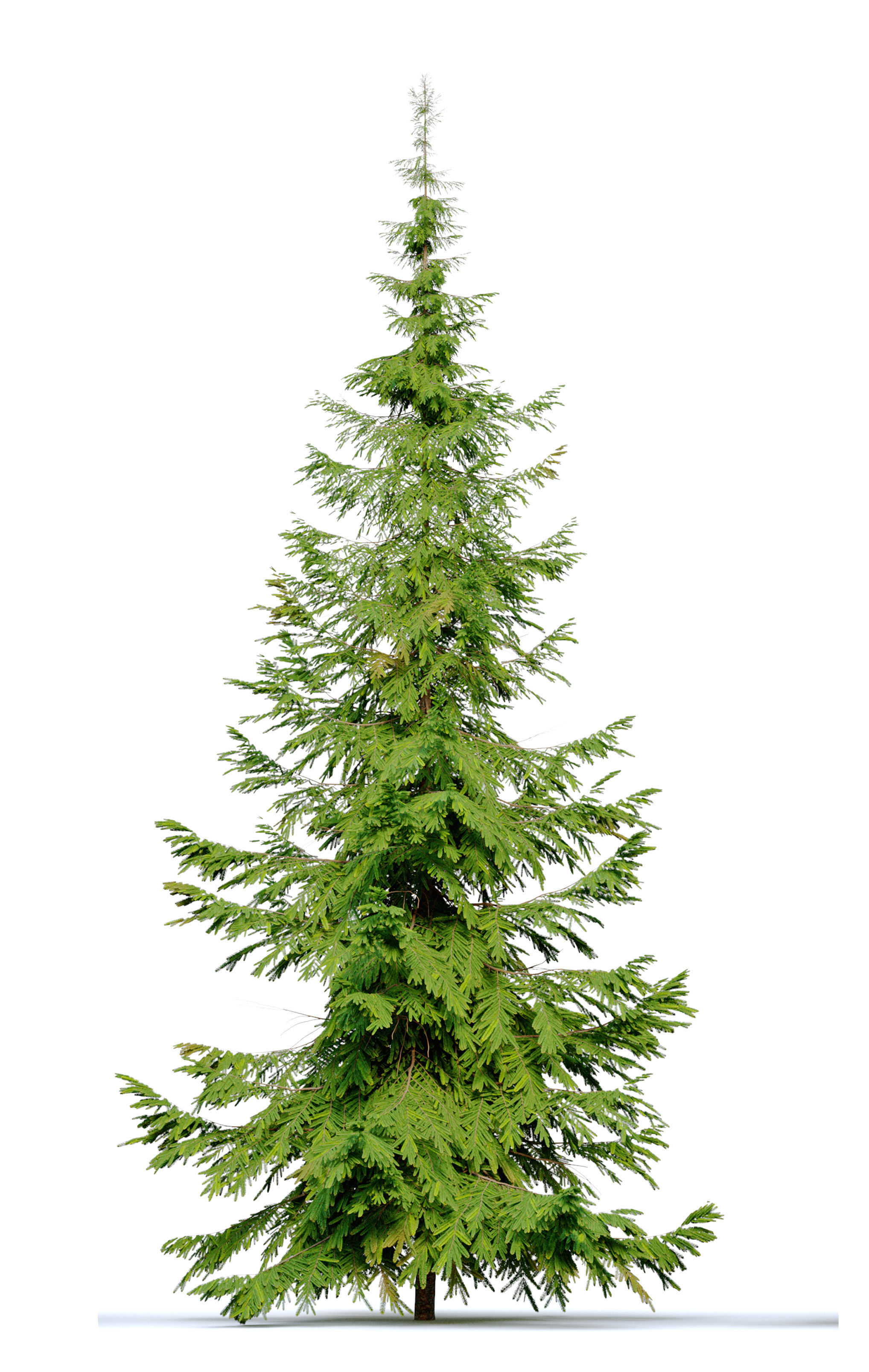 Abies pindrow 3D model | CGTrader
