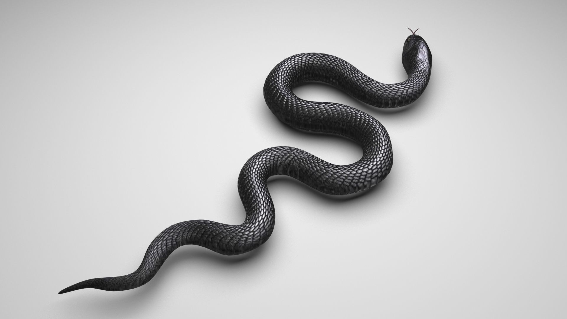 Snake 3D model rigged | CGTrader