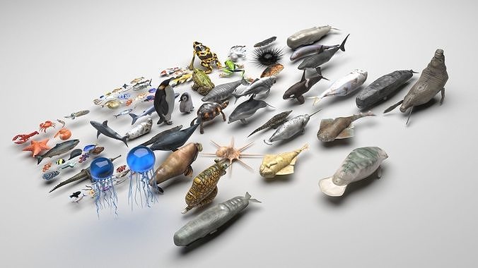 Sea Creatures Collection 3D model | CGTrader