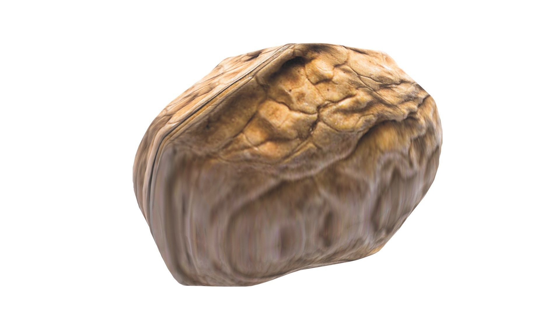 Walnut Shell 3D model | CGTrader