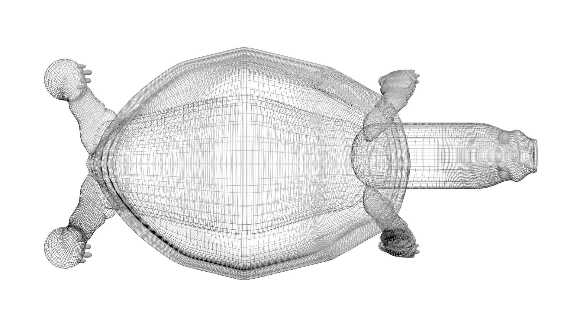 Turtle 3D model | CGTrader