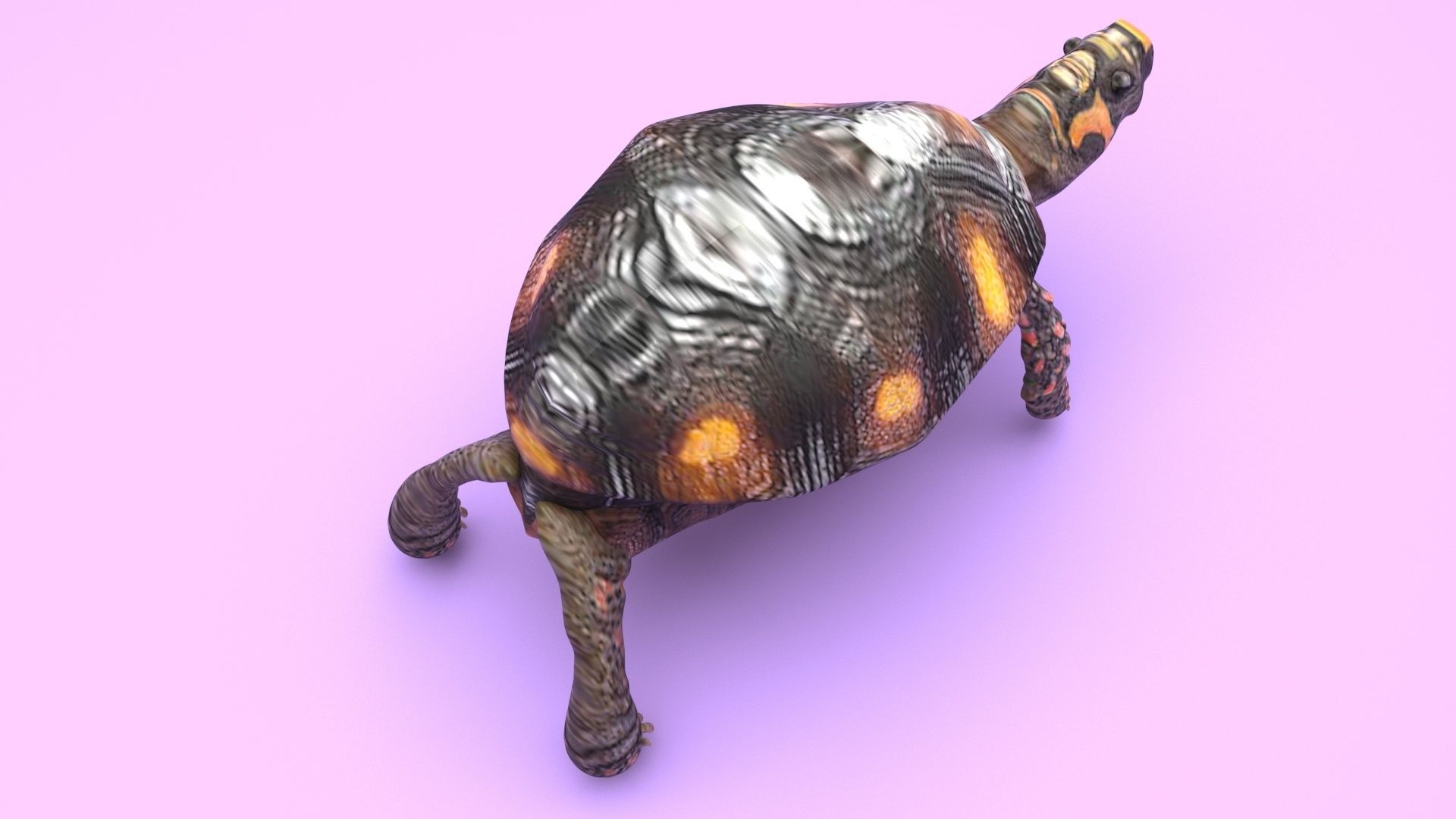 Turtle 3D model | CGTrader