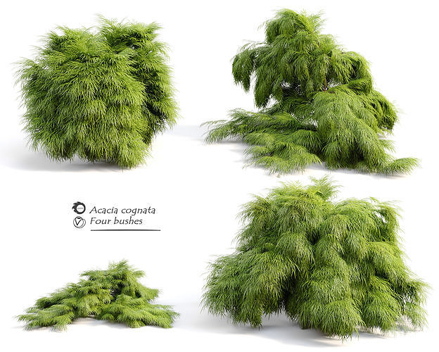Acacia cognata 3D model | CGTrader