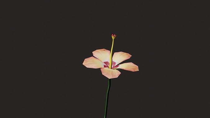 3D model Hibiscus Flower in Blender VR / AR / low-poly | CGTrader