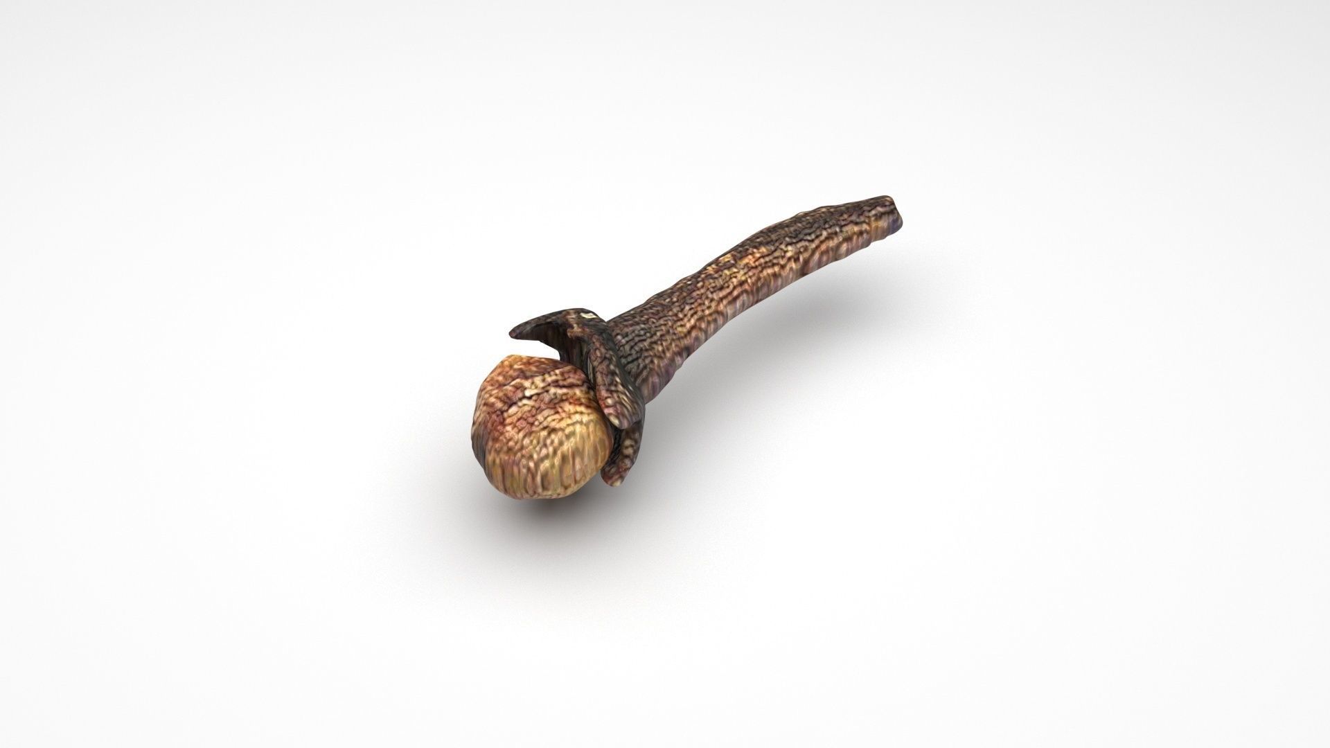 Clove 3D model | CGTrader