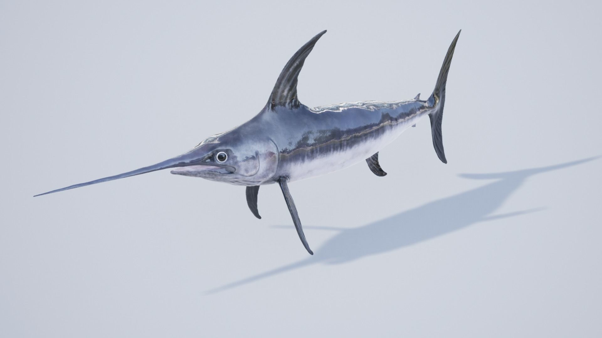 3D model Sea fish pack VR / AR / low-poly | CGTrader