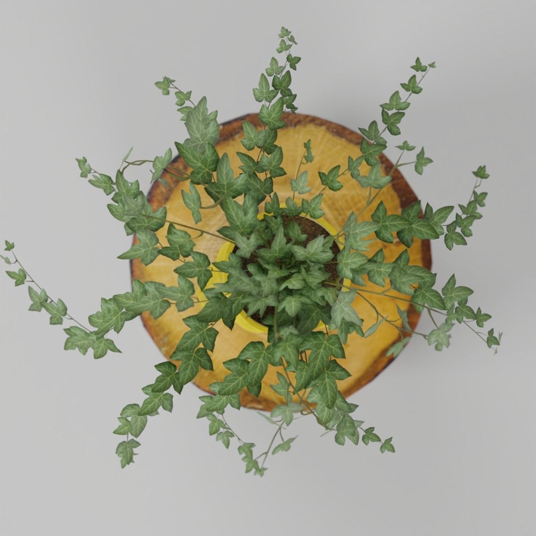 3D model Ivy plant VR / AR / low-poly | CGTrader