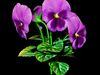 3D model violet flower VR / AR / low-poly | CGTrader