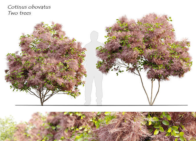 Cotinus obovatus 2 3D model | CGTrader