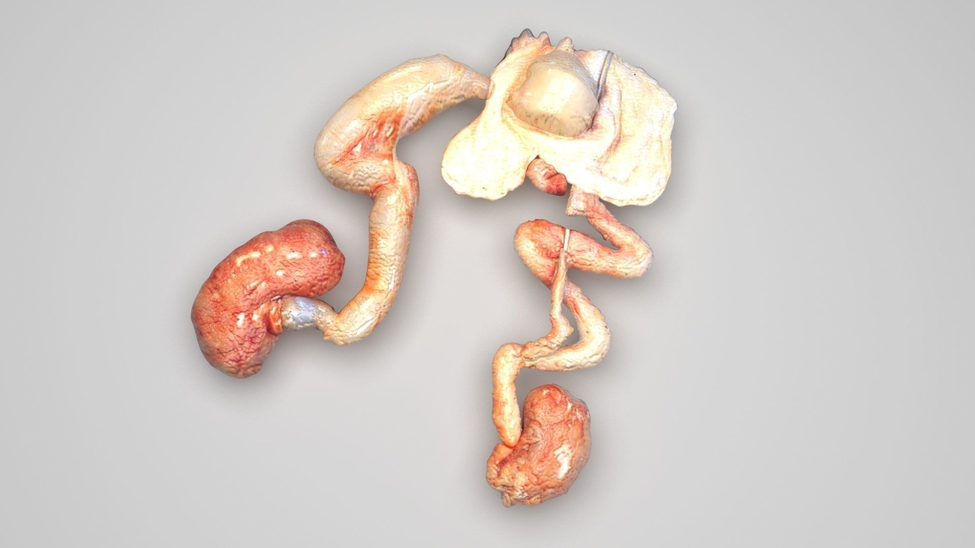 Urinary System 3D model | CGTrader