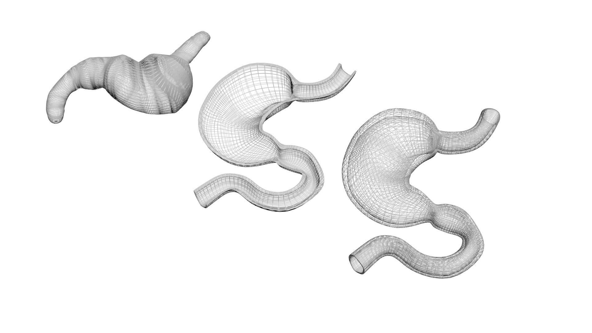 Stomach and Stomach Section 3D model | CGTrader