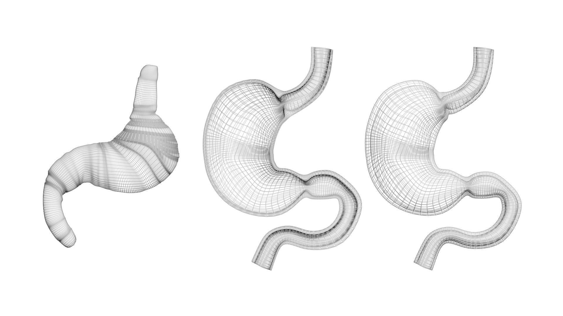 Stomach and Stomach Section 3D model | CGTrader