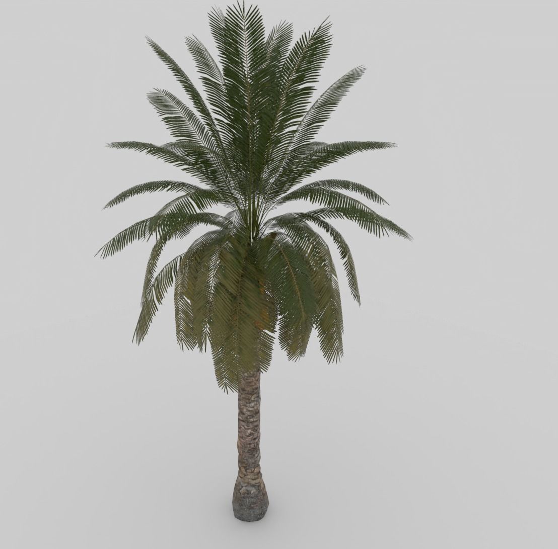 3D model Palm Tree VR / AR / low-poly | CGTrader