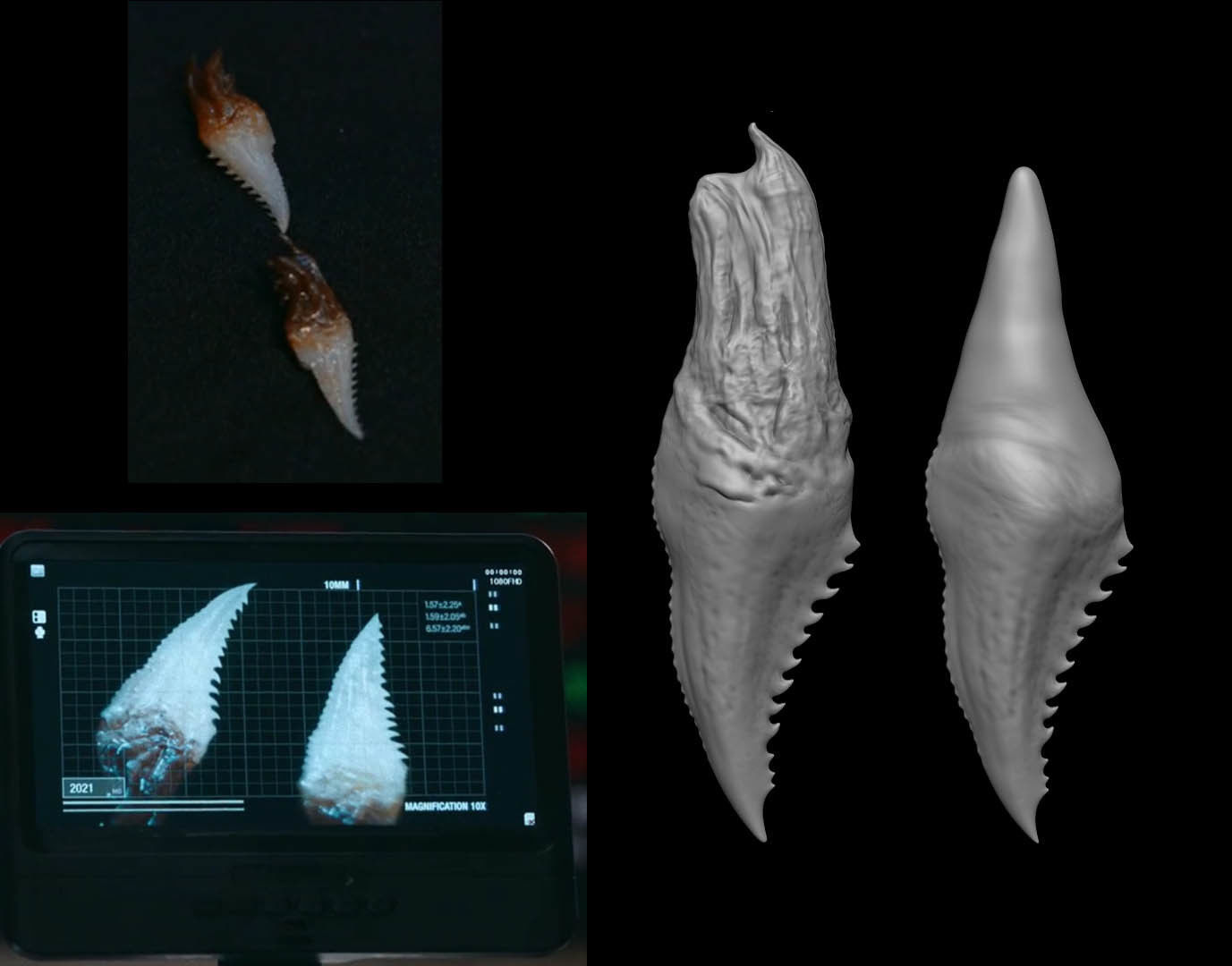 3D PRINTABLE DAY SHIFT MOVIE EXTRACTED VAMPIRE FANGS 3D model 3D ...