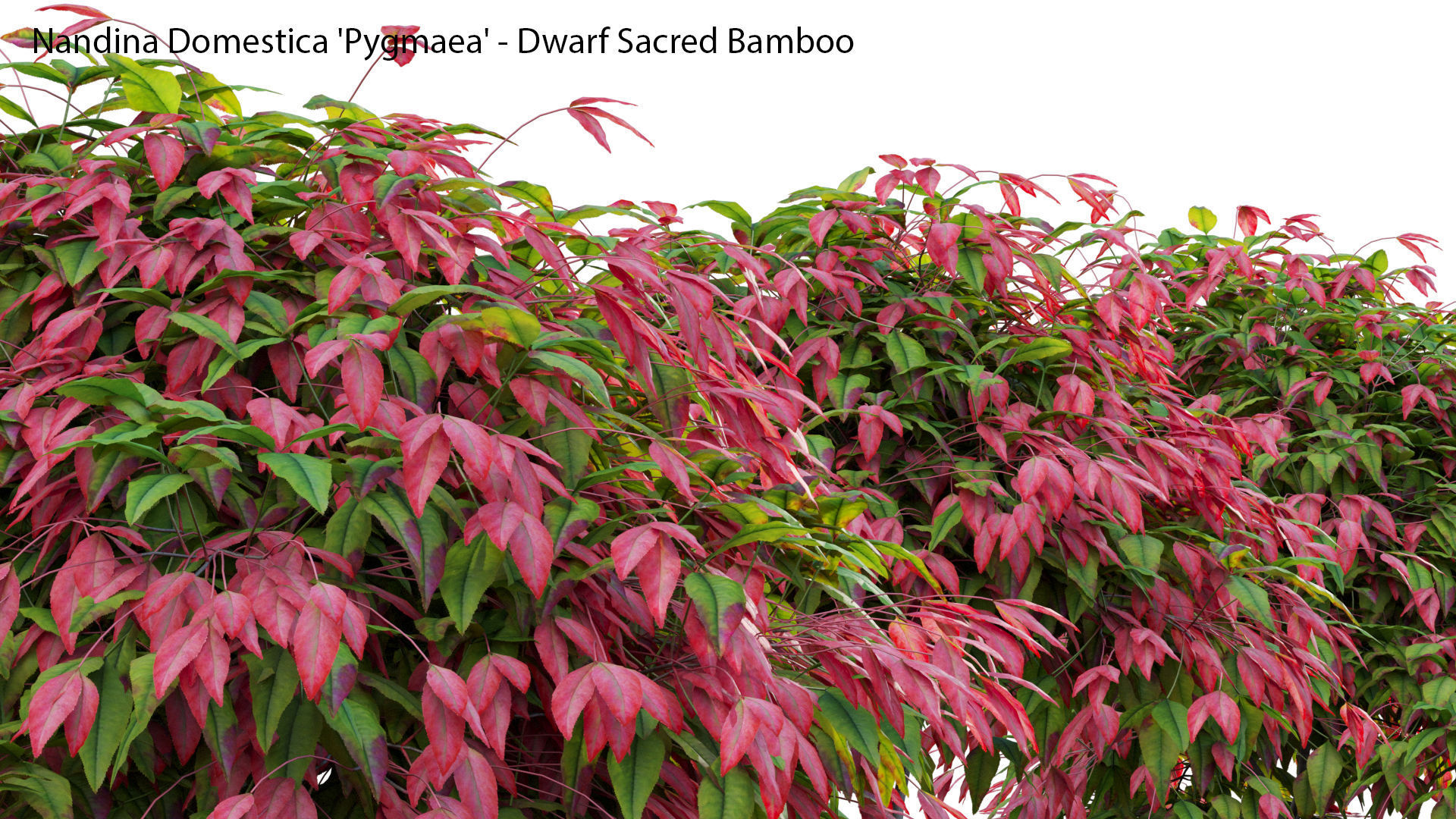 Nandina Domestica Pygmaea - Dwarf Sacred Bamboo 3D model | CGTrader