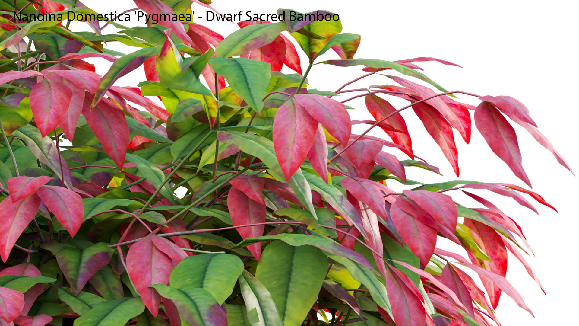 Nandina Domestica Pygmaea - Dwarf Sacred Bamboo 3D model | CGTrader