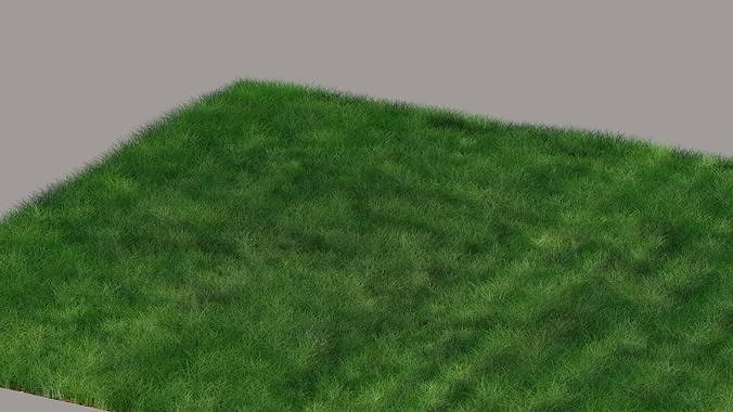 Grass 3D model | CGTrader