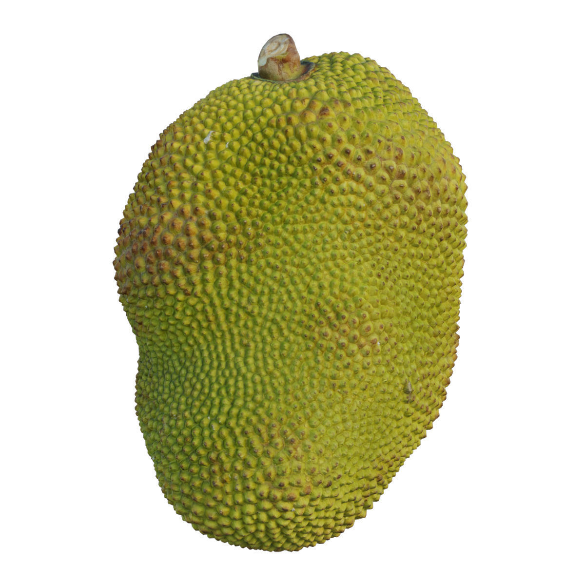 Jackfruit 03 3D model | CGTrader