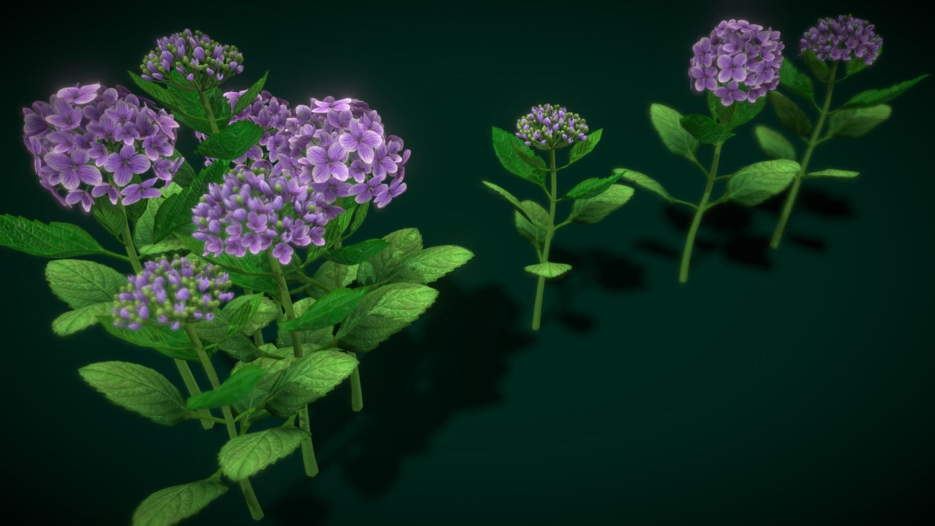 3D model Flower Hydrange VR / AR / low-poly | CGTrader