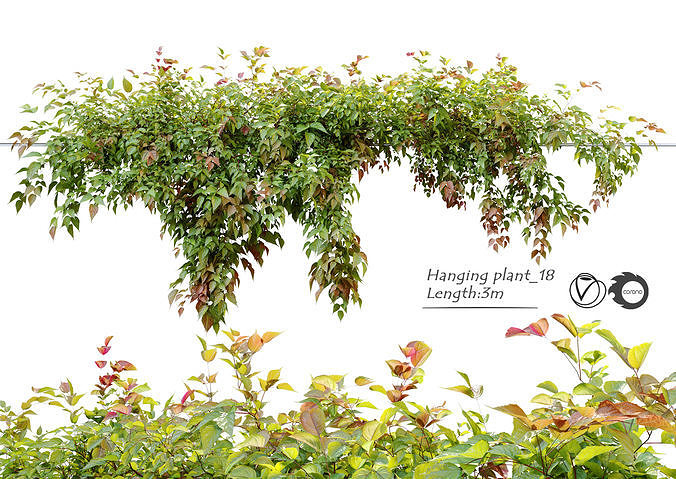 Hanging Plant 18 3D model | CGTrader