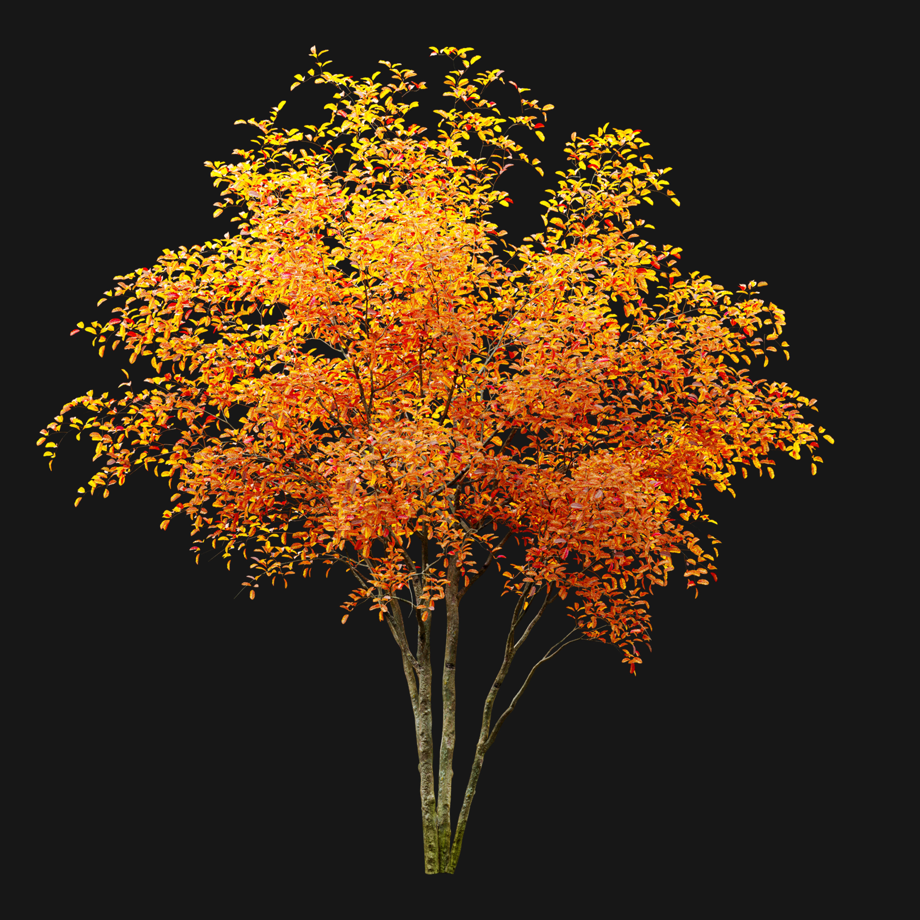 Amelanchier tree 3D model | CGTrader