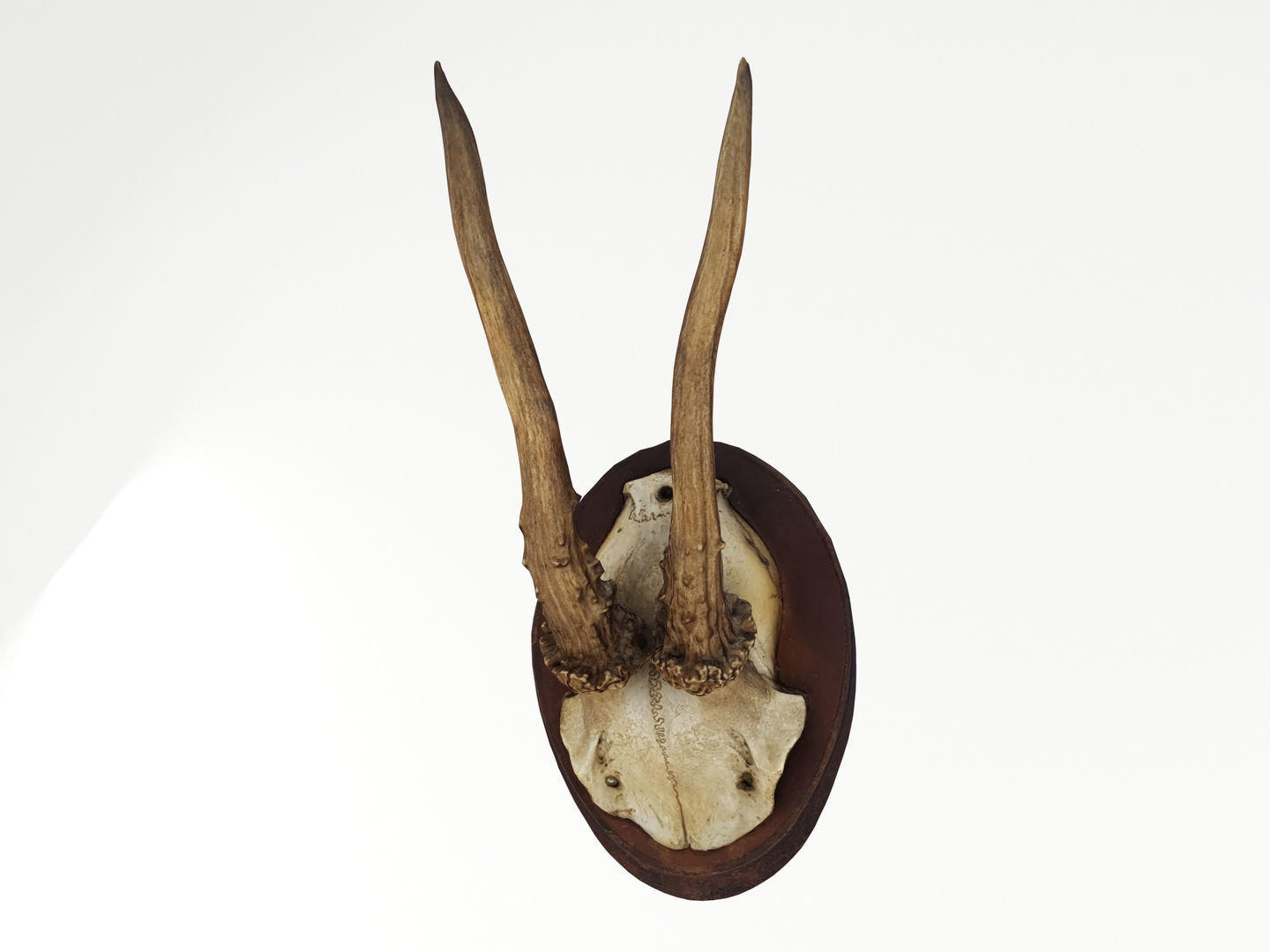 Deer Antler Collection 3D model | CGTrader