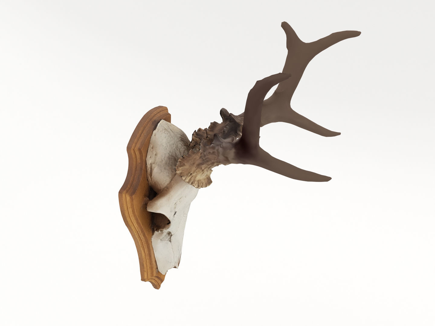 Deer Antler Collection 3D model | CGTrader