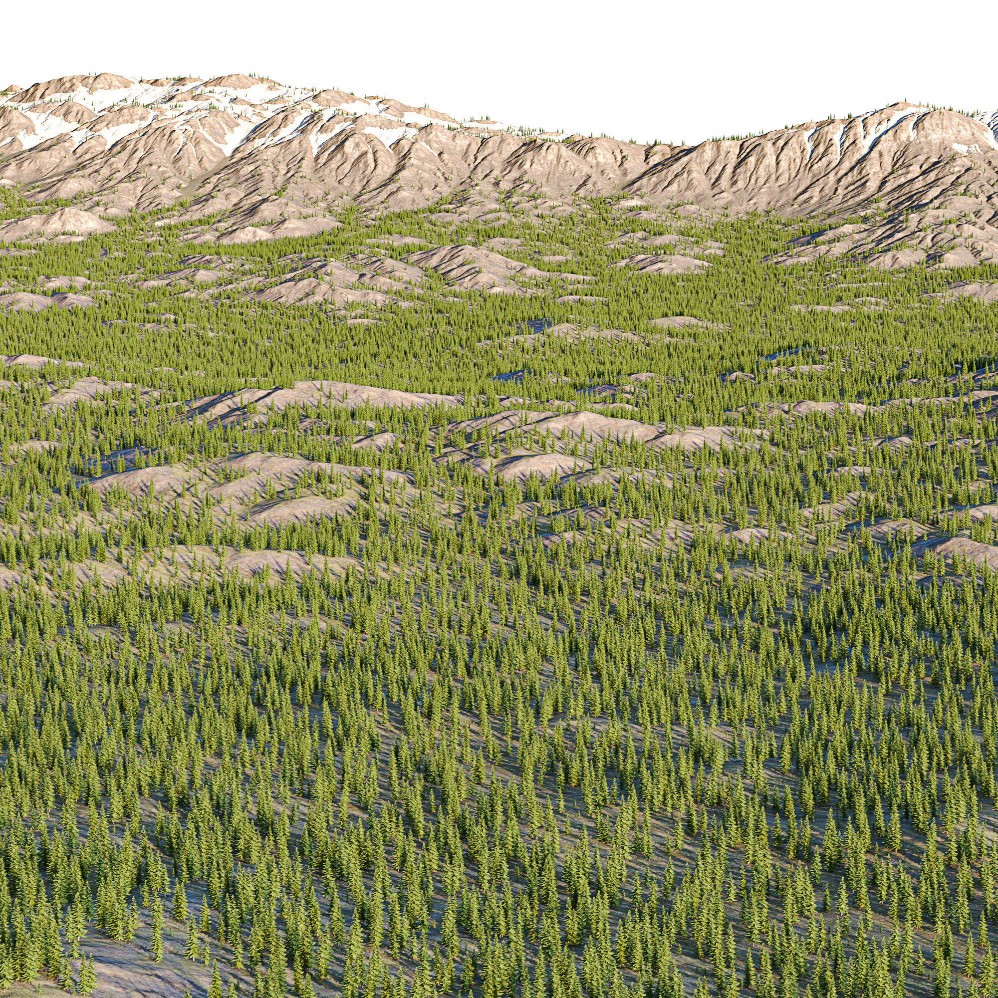 landscape01 engelmann spruce 3D model | CGTrader