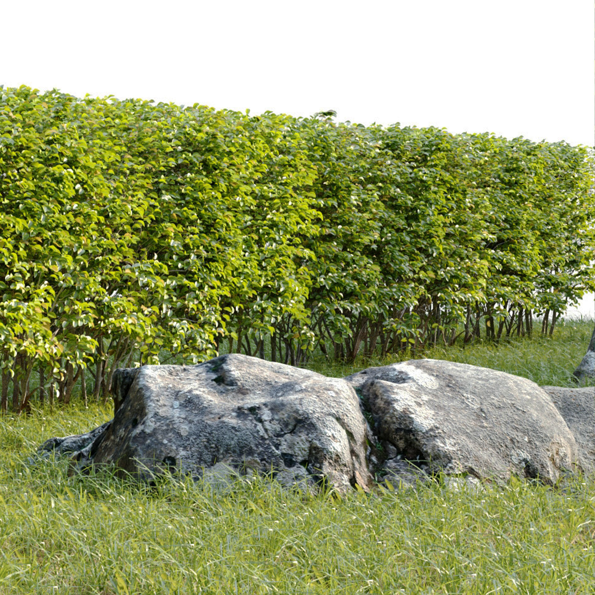 Hedge bush 3 3D model | CGTrader